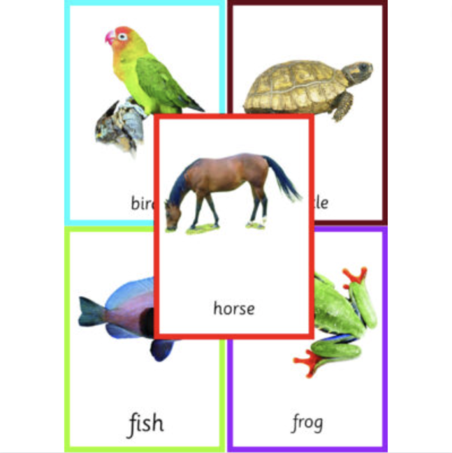 Bundle: Montessori Nomenclature 3-Part Cards for Parts Of A Fish ...