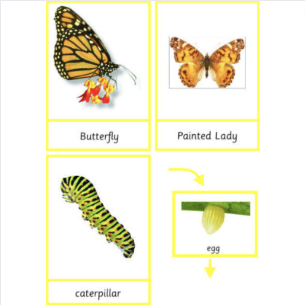 Montessori Butterfly Pack – Rumi Montessori