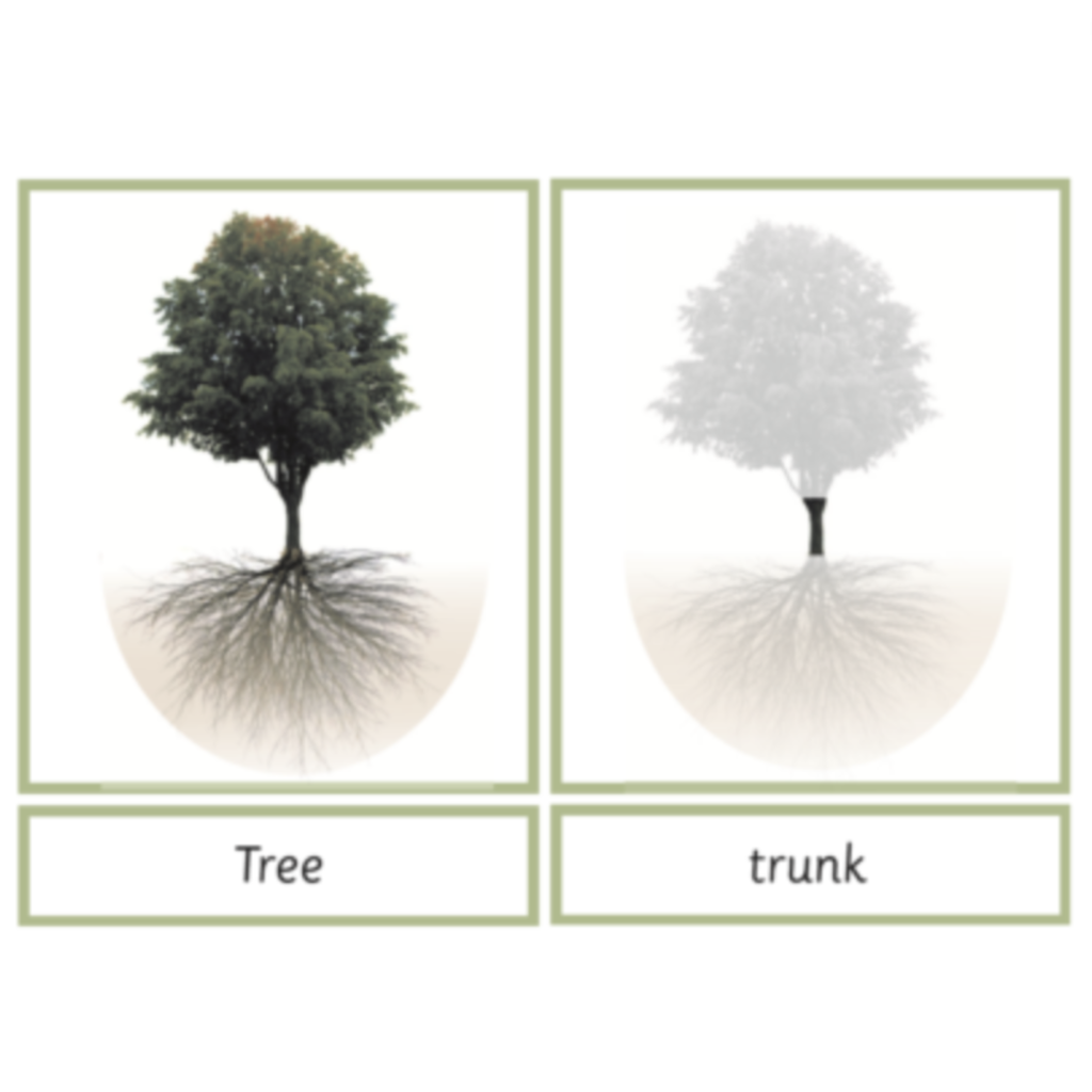 Montessori Tree Nomenclature 3-Part Cards – Rumi Montessori