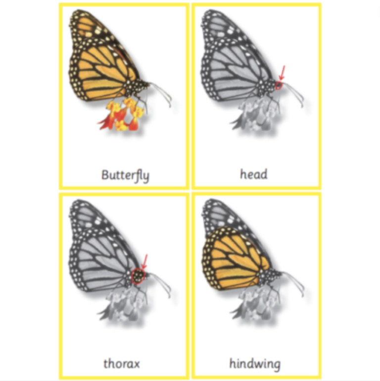 Montessori Butterfly Nomenclature 3-Part Cards – Rumi Montessori