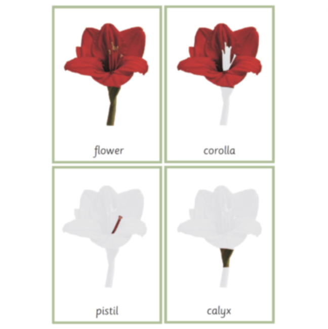 Montessori Flower Nomenclature 3-Part Cards – Rumi Montessori
