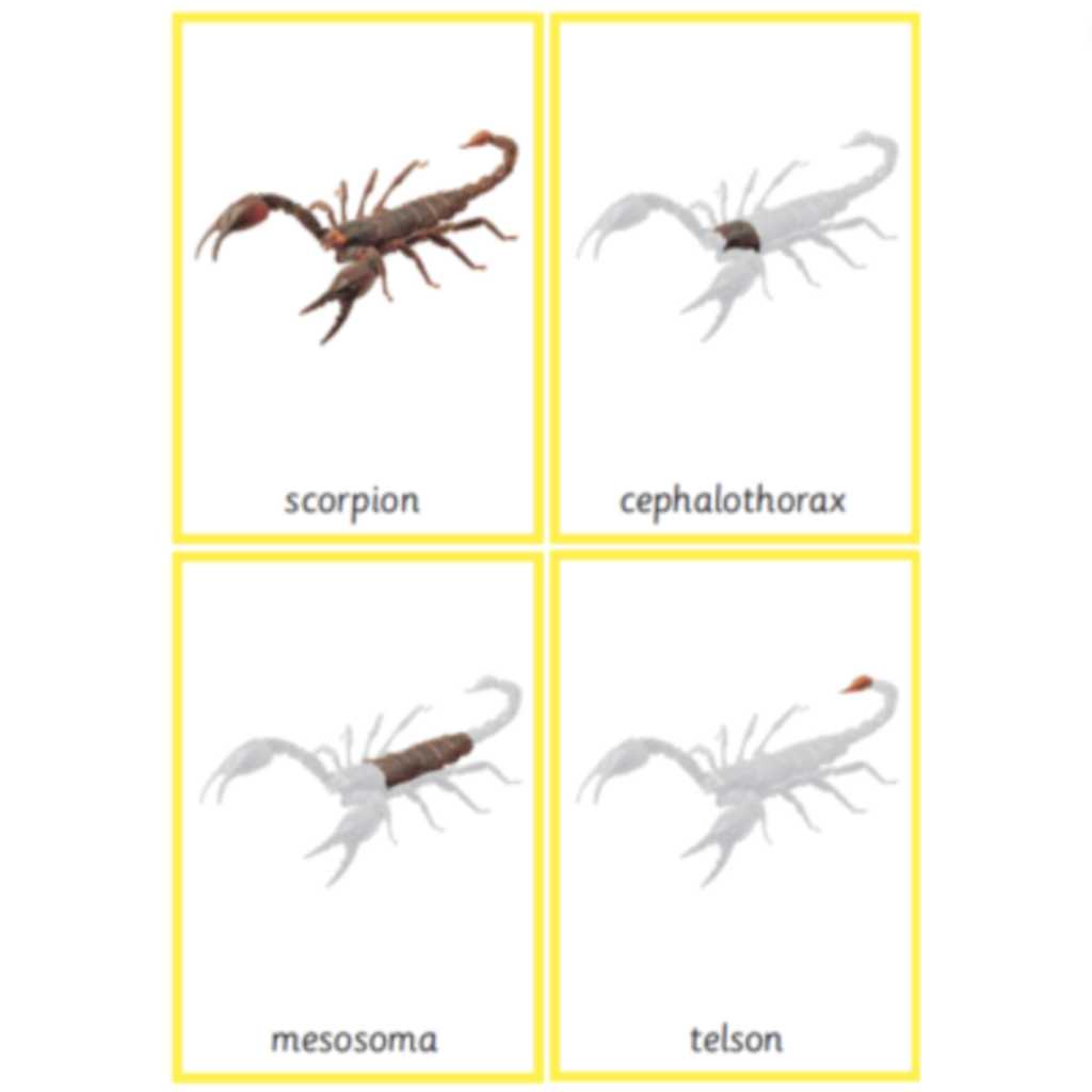 Montessori Scorpion Nomenclature 3-Part Cards – Rumi Montessori