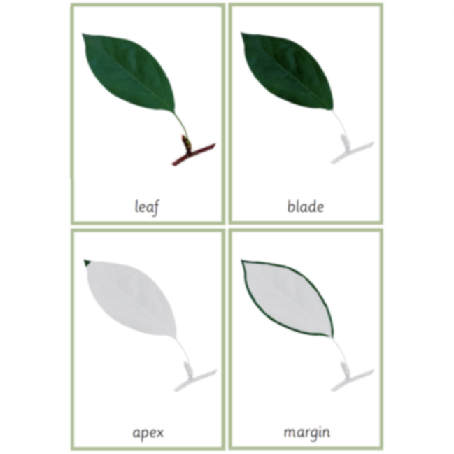 Montessori Leaf Nomenclature 3-Part Cards – Rumi Montessori