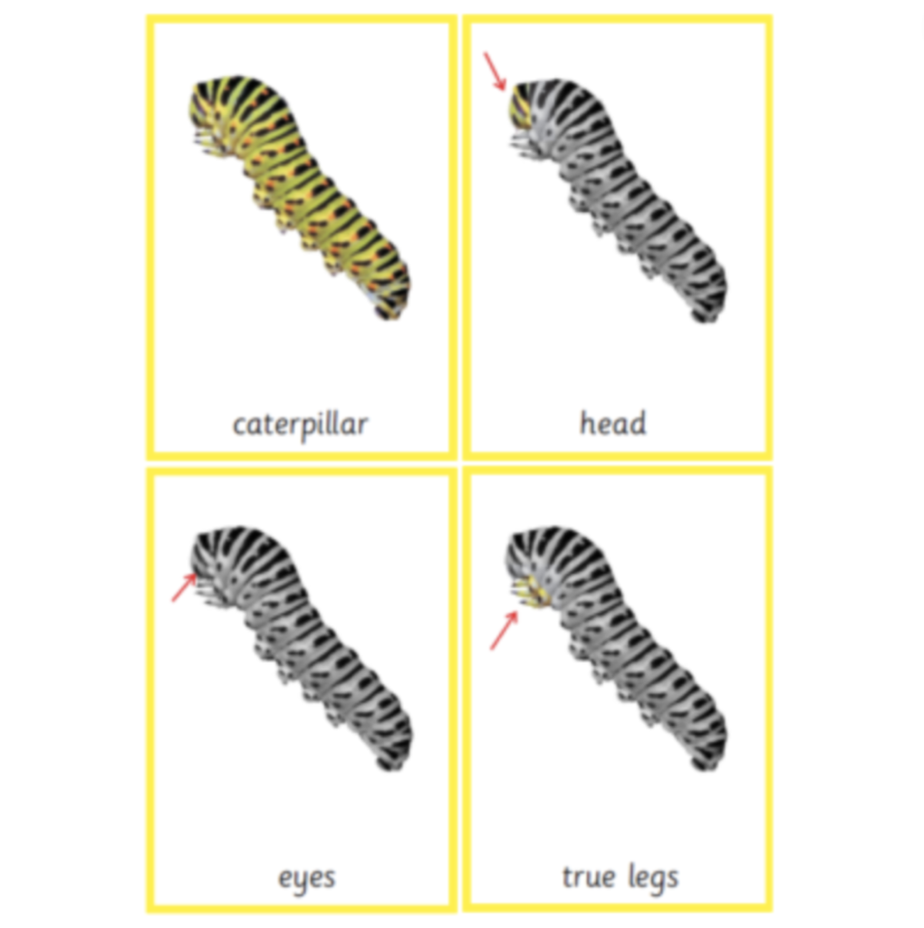 Montessori Caterpillar Nomenclature 3-Part Cards – Rumi Montessori
