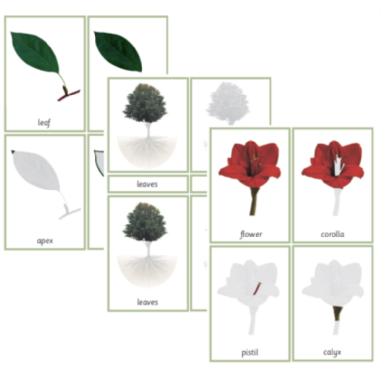 Bundle: Montessori Botany Nomenclature 3-Part Cards for Parts of the ...