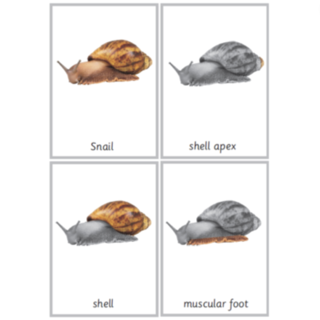 Montessori Snail Nomenclature 3-Part Cards – Rumi Montessori