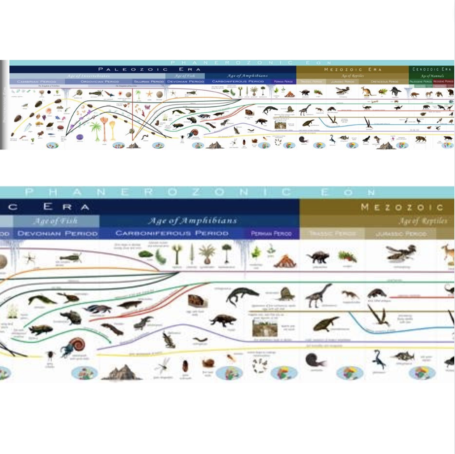 Montessori Timeline of Life – For Second Great Lesson – Rumi Montessori